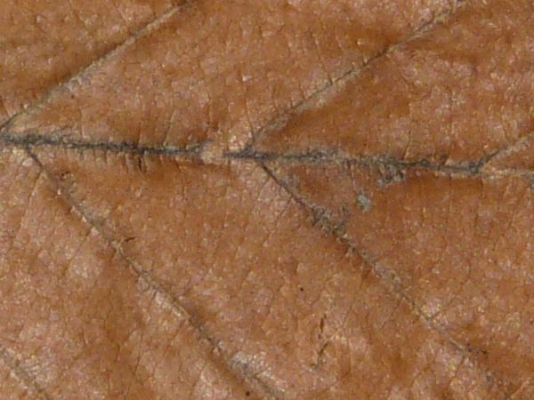 texture 0057 - Texturelib